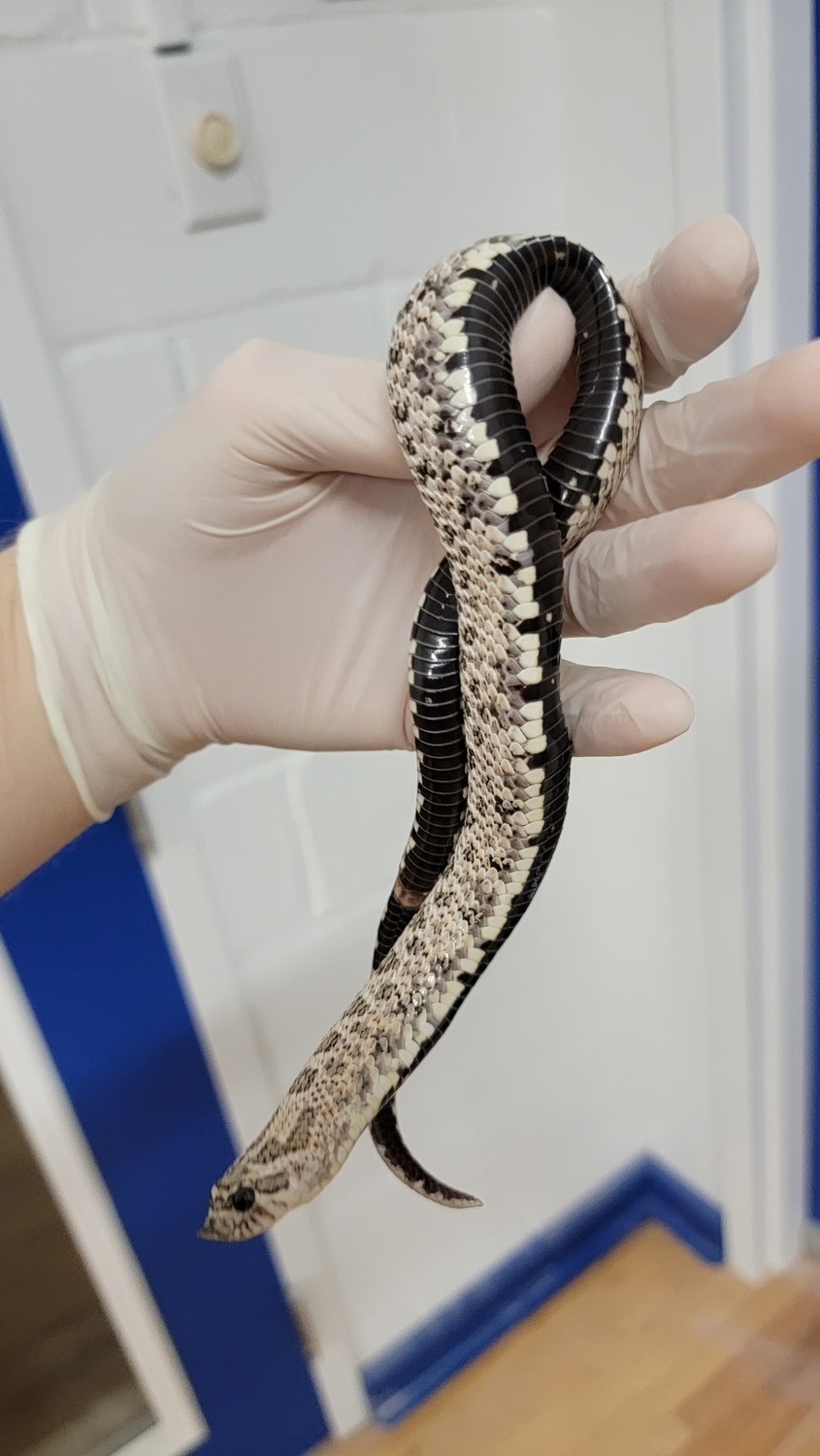 Super Arctic Pos Het Albino Western Hognose by JMGreptile - MorphMarket