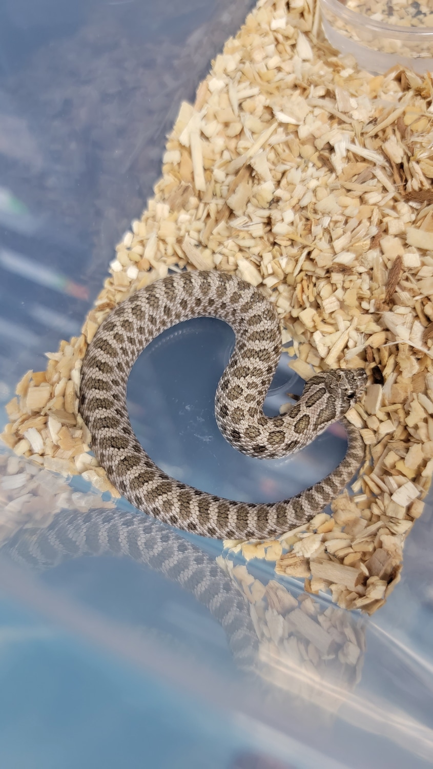 Arctic Double Het Lavender Sable Western Hognose by JMGreptile ...