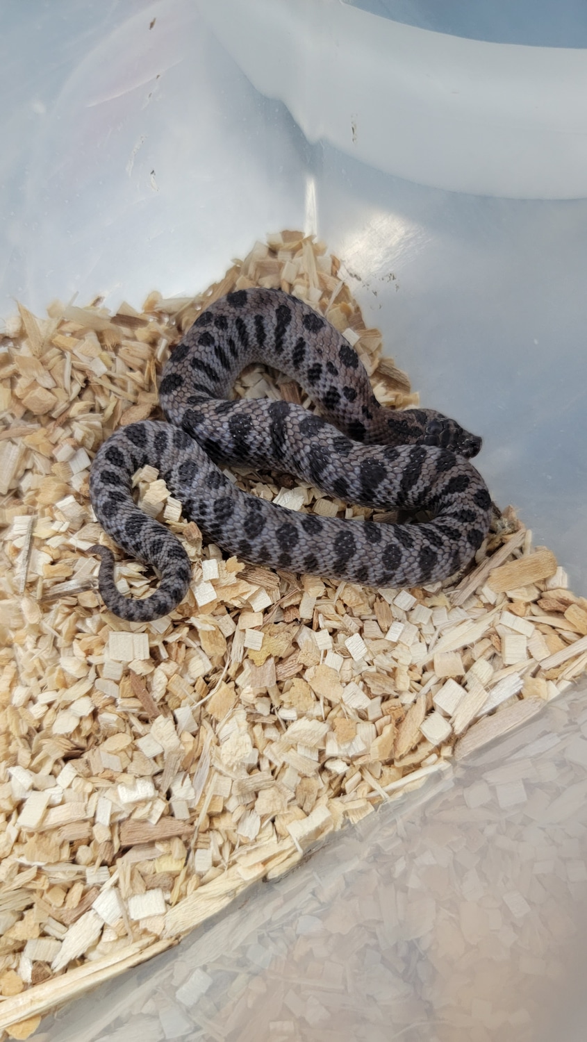 Super Arctic Sable 50% Pos Het Albino Western Hognose by JMGreptile ...
