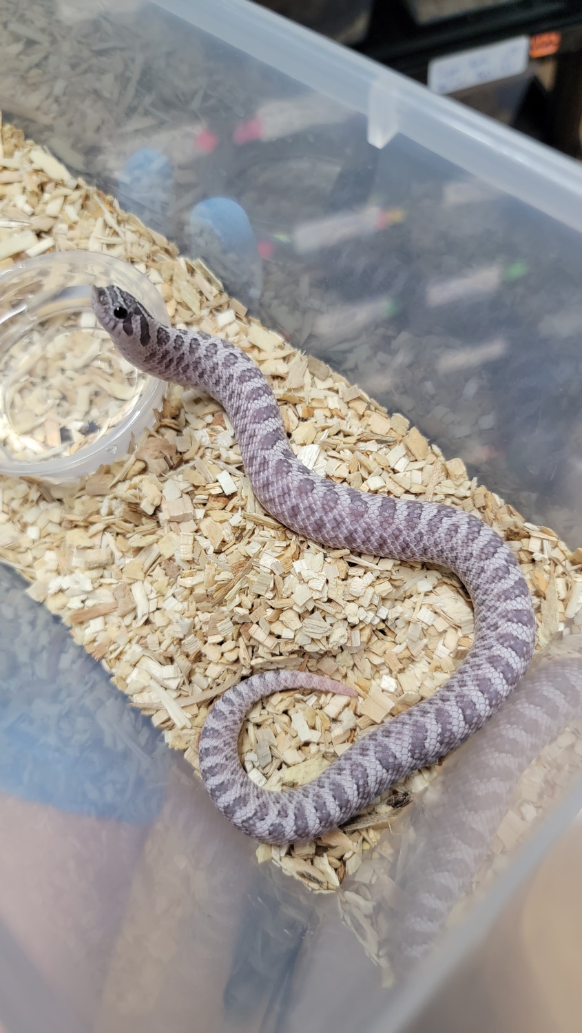 Moonstone Western Hognose by JMGreptile - MorphMarket