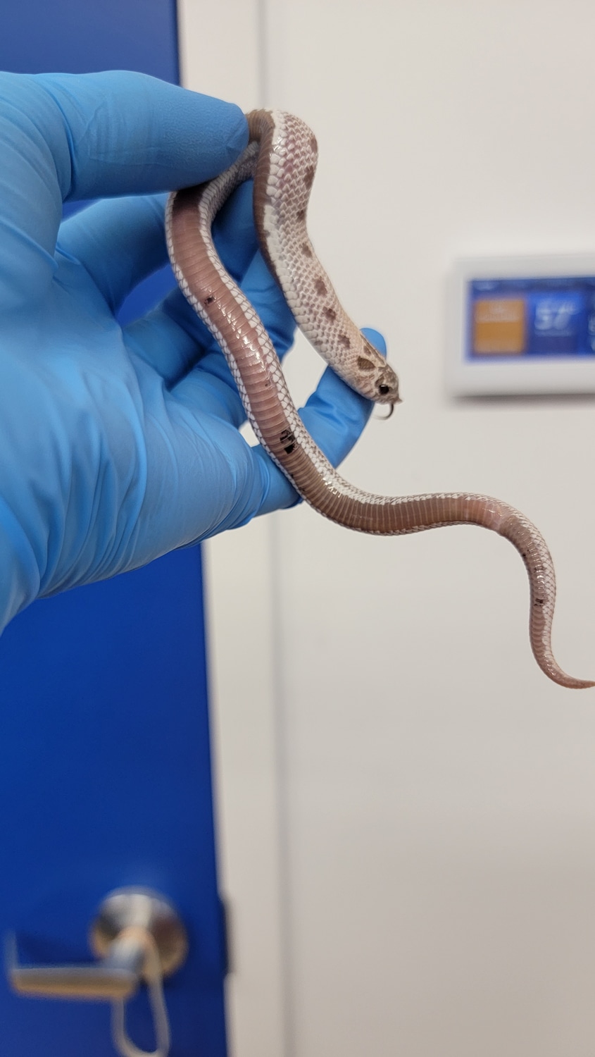 Super Arctic Toffee Belly Anaconda 50% Pos Het Sable Western Hognose by JMGreptile - MorphMarket