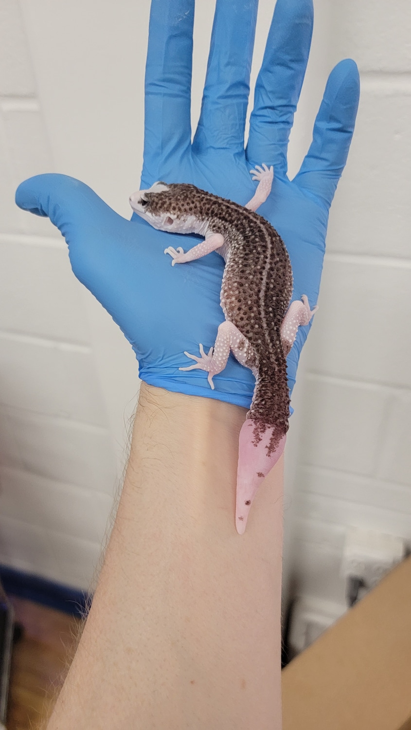 Hyper Xanthic Super Galaxy Pied Leopard Gecko by JMGreptile - MorphMarket