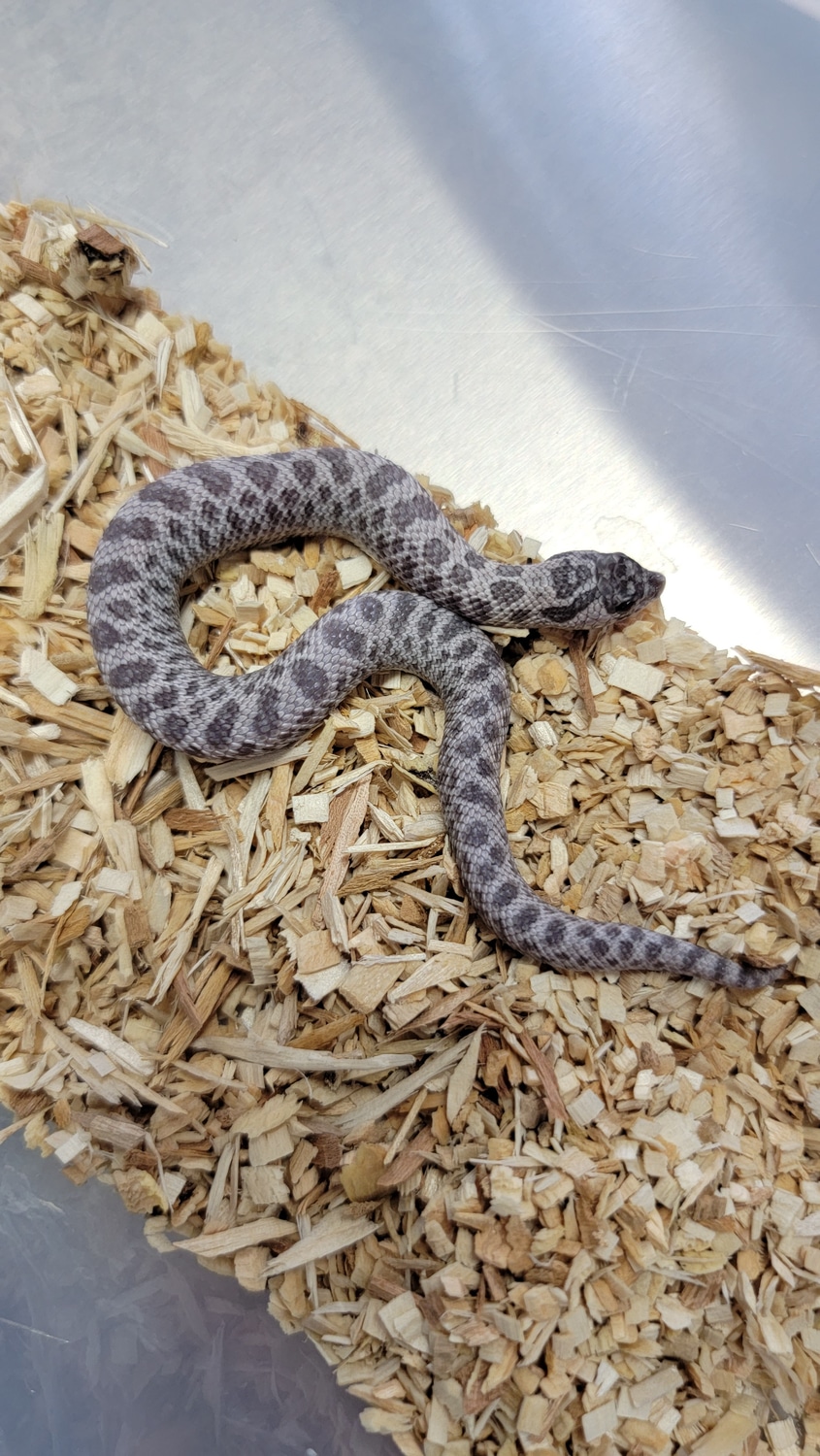Moonstone Western Hognose by JMGreptile - MorphMarket