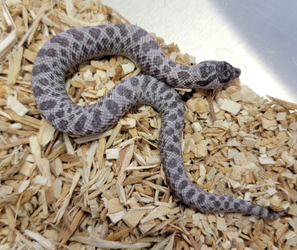Arctic Het Lavender Het Albino Western Hognose by JMGreptile - MorphMarket