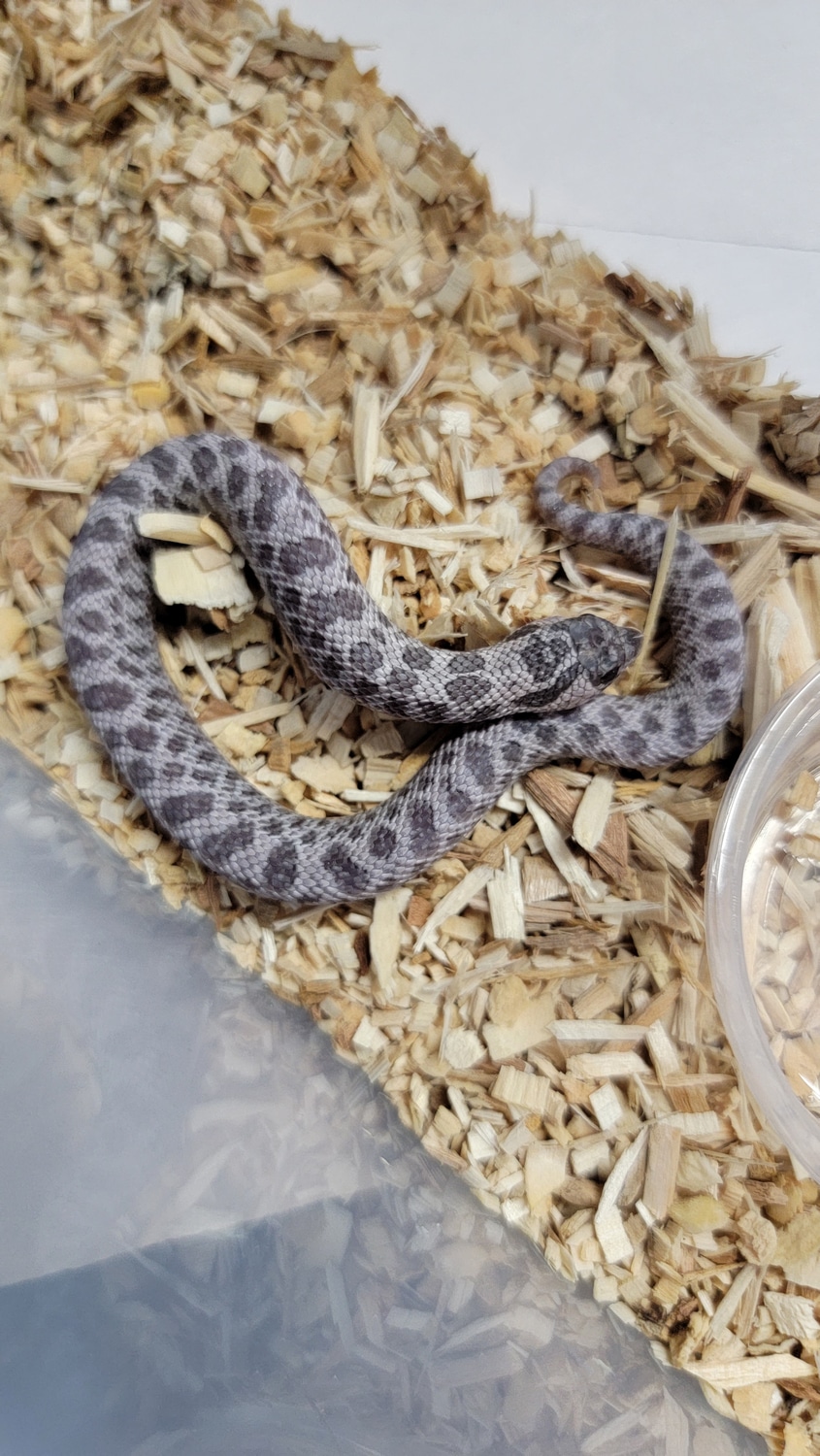 Moonstone Western Hognose by JMGreptile - MorphMarket