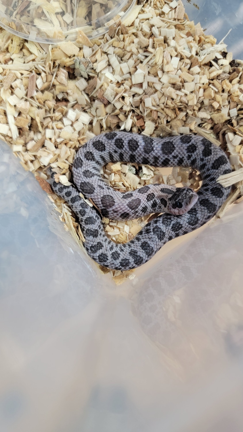 Blue Phase Super Arctic Sable Pos Het Albino Western Hognose by ...