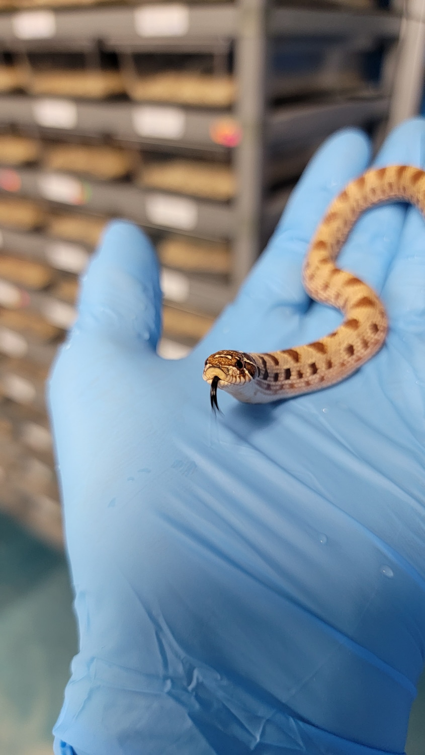 Red Anaconda Het Lavender 50% Het Axanthic 66% Het Albino Western ...