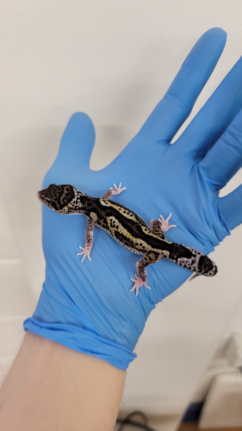 Hyper Xanthic Mack Snow Eclipse Hyper Melanistic Extreme Bold Leopard ...