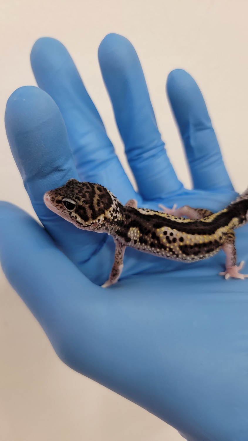 Hyper Xanthic Mack Snow Eclipse Hyper Melanistic Extreme Bold Leopard ...