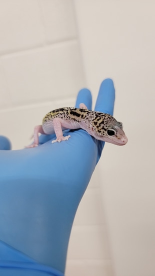 Hyper Xanthic Snow Eclipse Reverse Stripe Leopard Gecko by JMGreptile