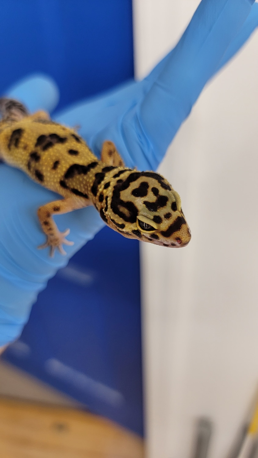 Bold Bandit Hyper Xanthic Leopard Gecko by JMGreptile - MorphMarket