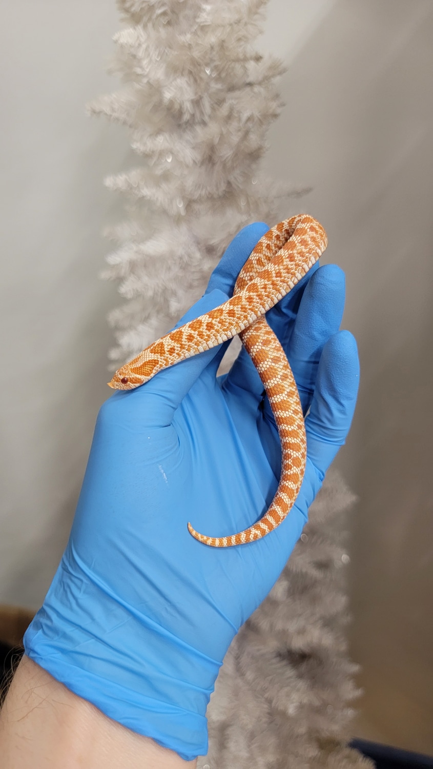 Albino 66% Het Snowburst Western Hognose by JMGreptile - MorphMarket