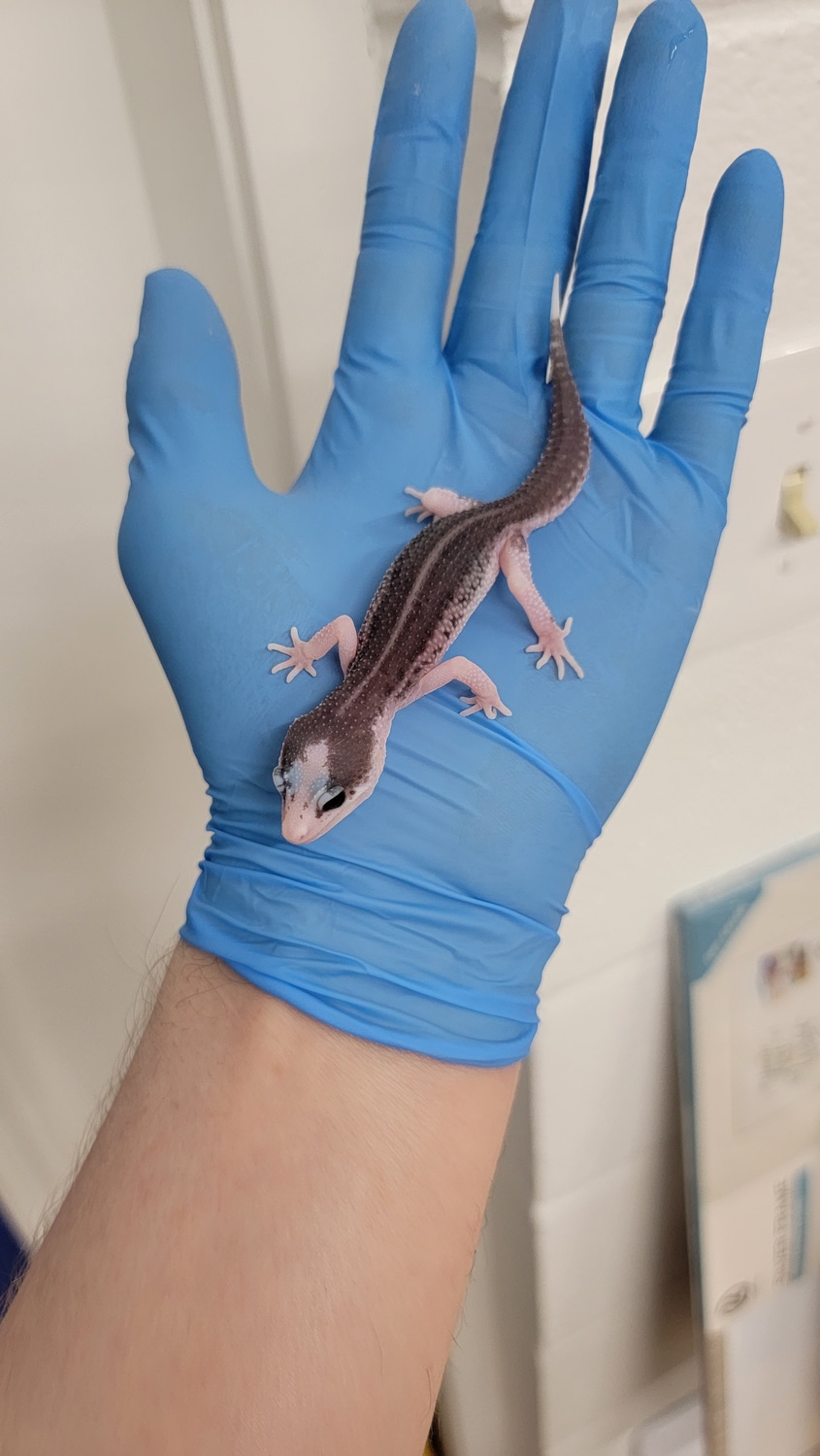 Super Galaxy Pied Hyper Xanthic Leopard Gecko by JMGreptile - MorphMarket