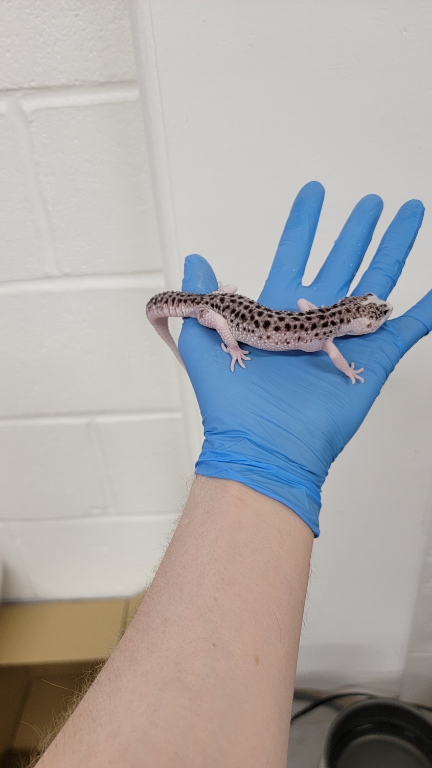 Super Galaxy Pied Hyper Xanthic Leopard Gecko by JMGreptile - MorphMarket