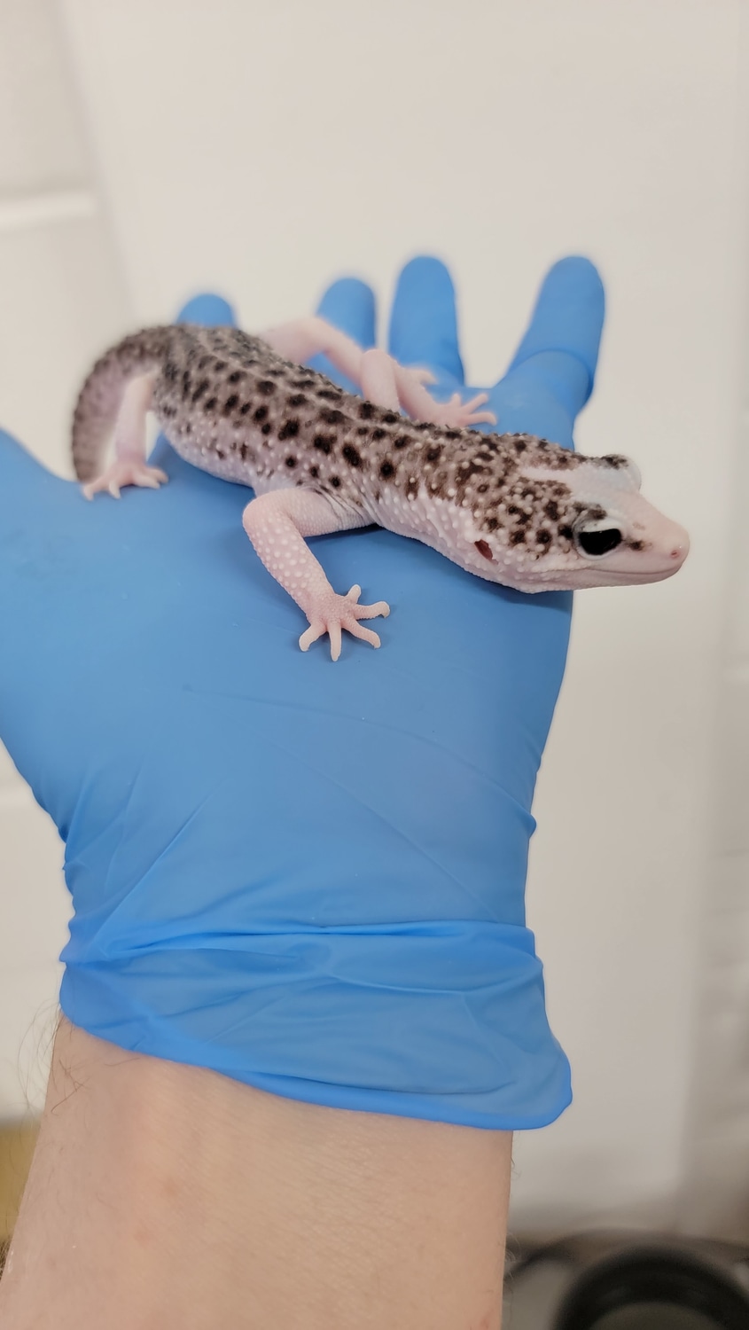 Super Galaxy Pied Hyper Xanthic Leopard Gecko by JMGreptile - MorphMarket