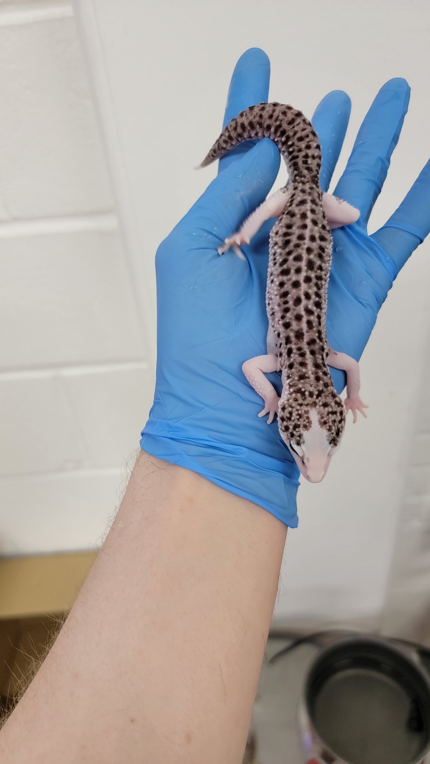 Super Galaxy Pied Hyper Xanthic Leopard Gecko by JMGreptile - MorphMarket