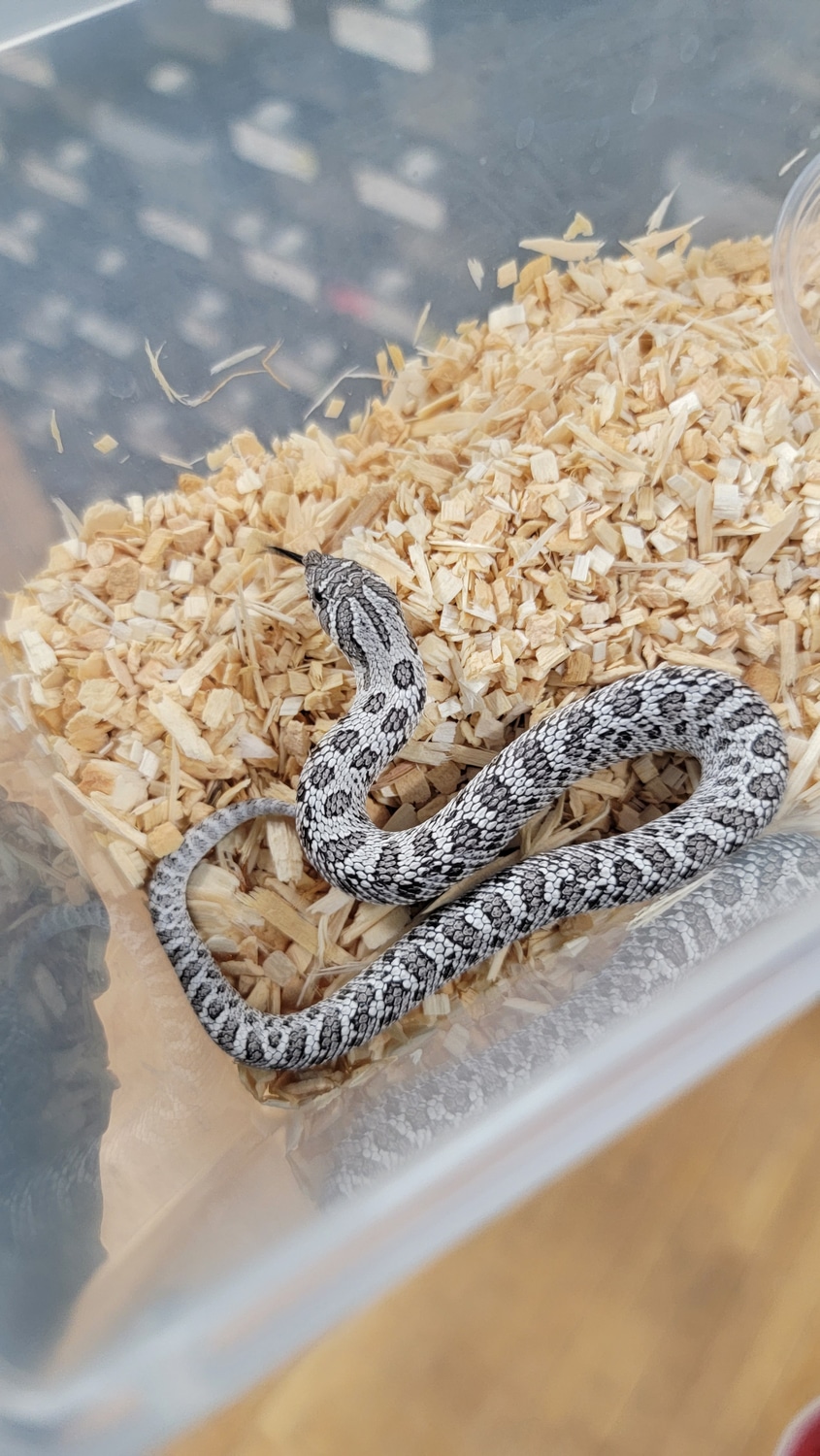 Axanthic Arctic Het Toffee Belly Western Hognose by JMGreptile ...