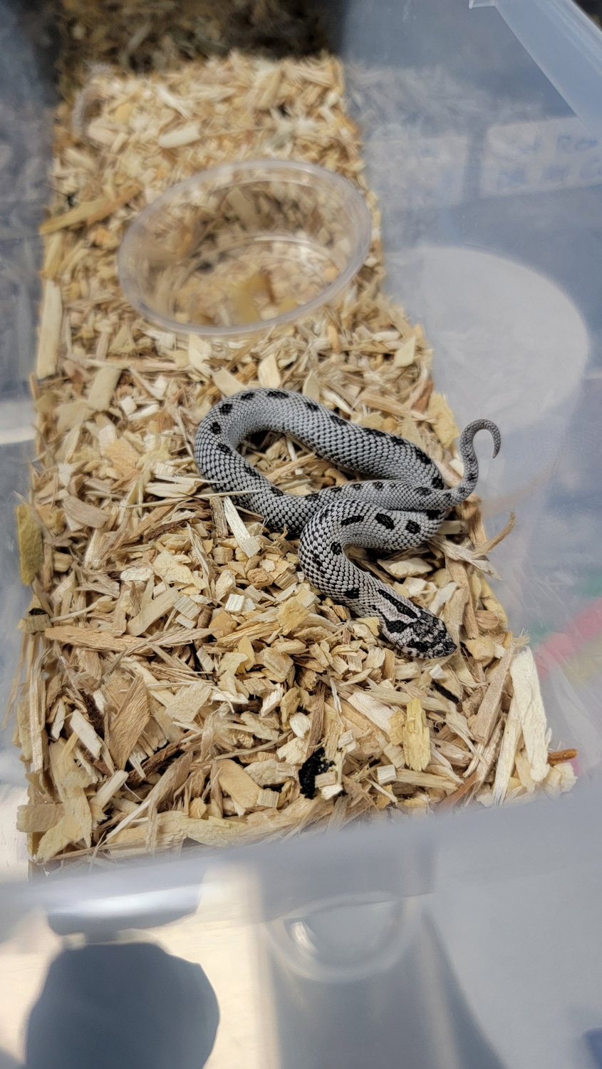 Super Arctic Anaconda Het Sable 50% Pos Het Toffee Western Hognose by JMGreptile - MorphMarket