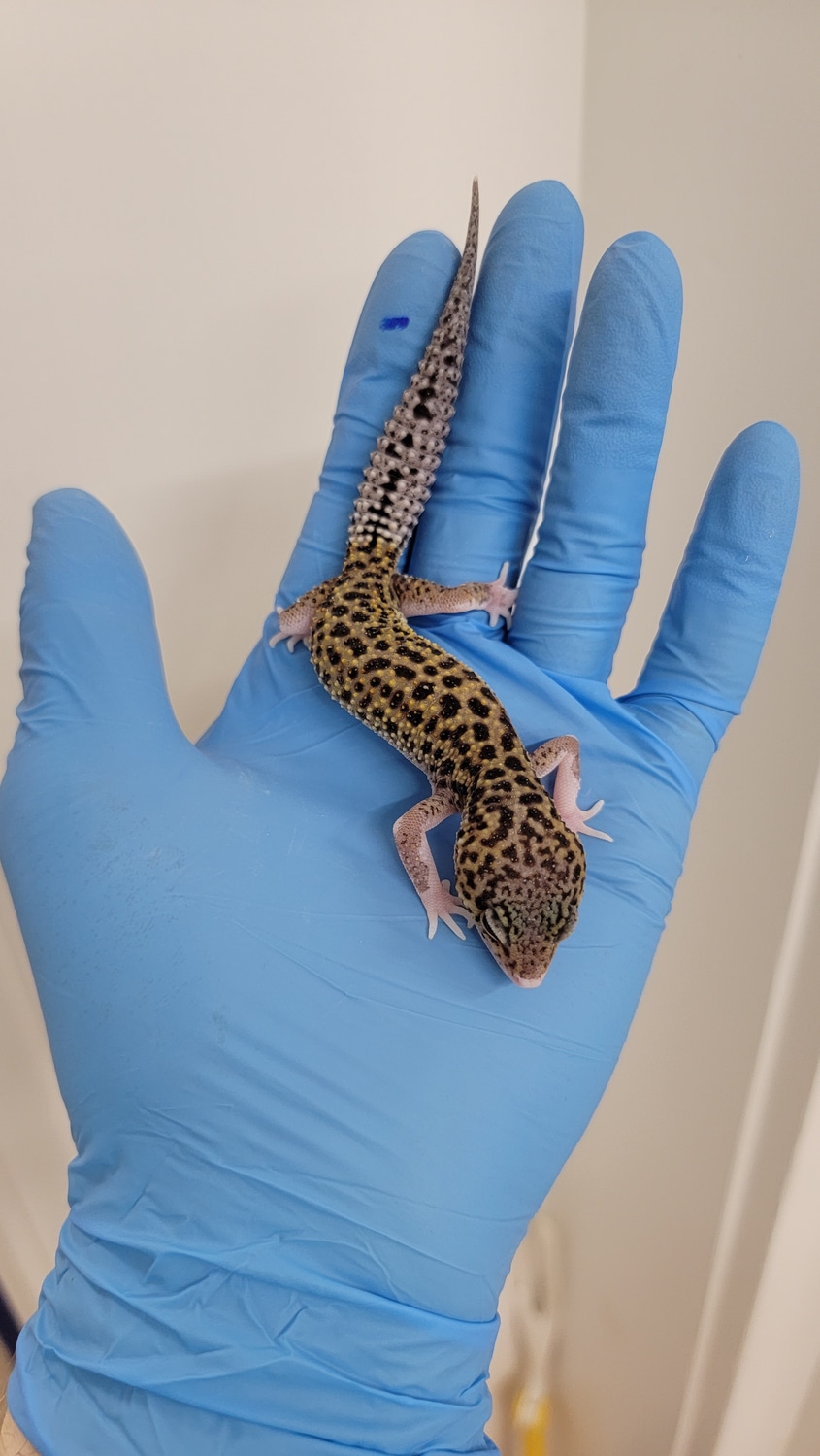 Hyper Melanistic Hyper Xanthic Eclipse Pos Het Tremper Albino Leopard Gecko by JMGreptile ...