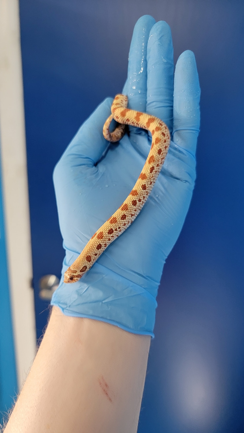 Red Toffee Belly Anaconda 66% Het Sable Western Hognose by JMGreptile ...