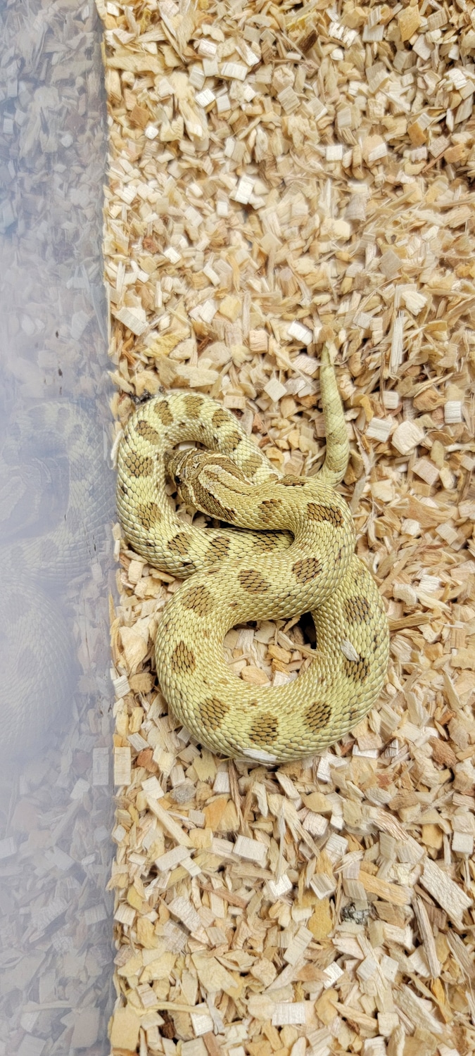 High % 3rd Generation Lemon Ghost Anaconda Western Hognose by ...