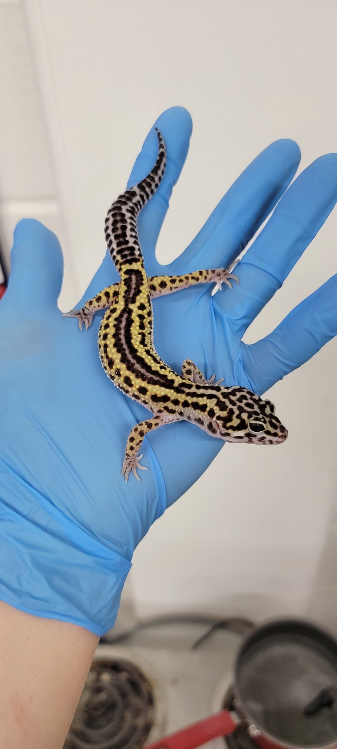 Reverse Stripe Hyper Xanthic Mack Snow Eclipse. ( New Line ) Pos Het ...