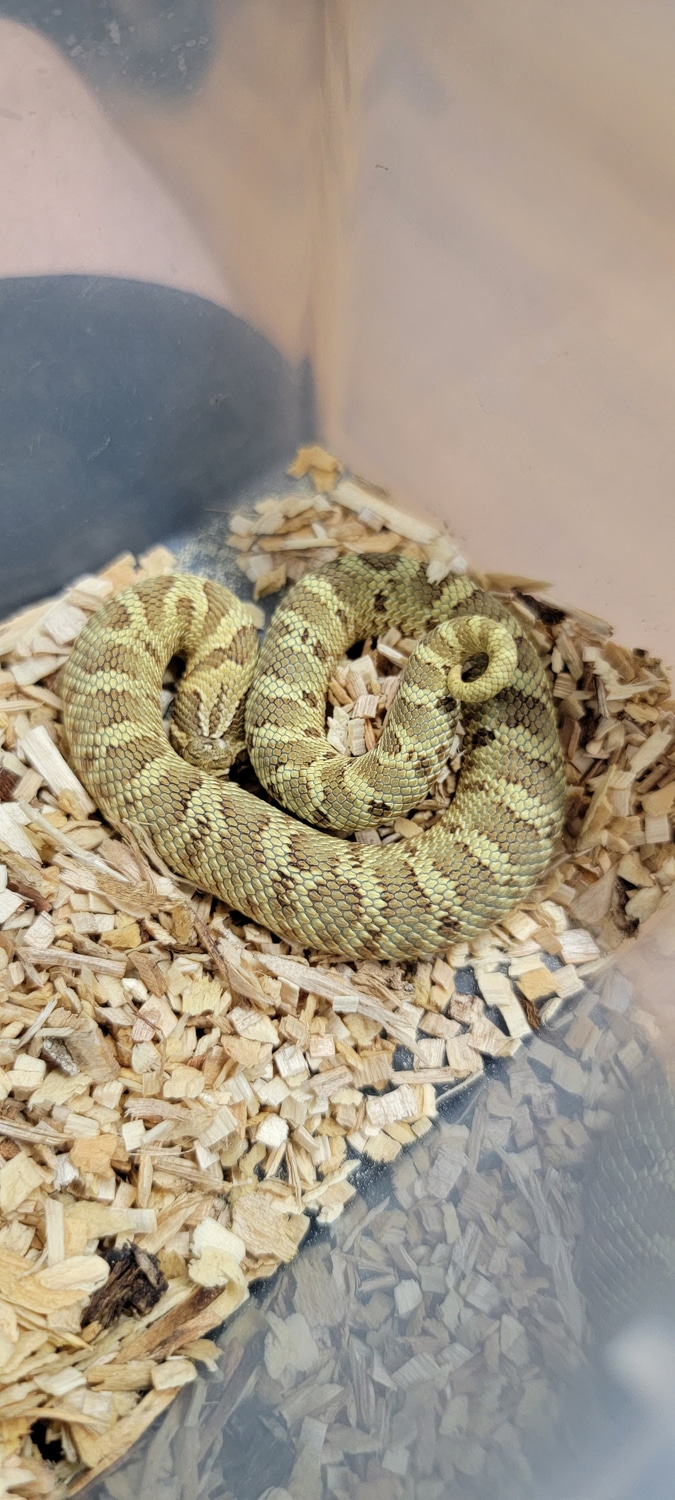 Lemon Ghost Woma Anaconda Western Hognose by JMGreptile - MorphMarket
