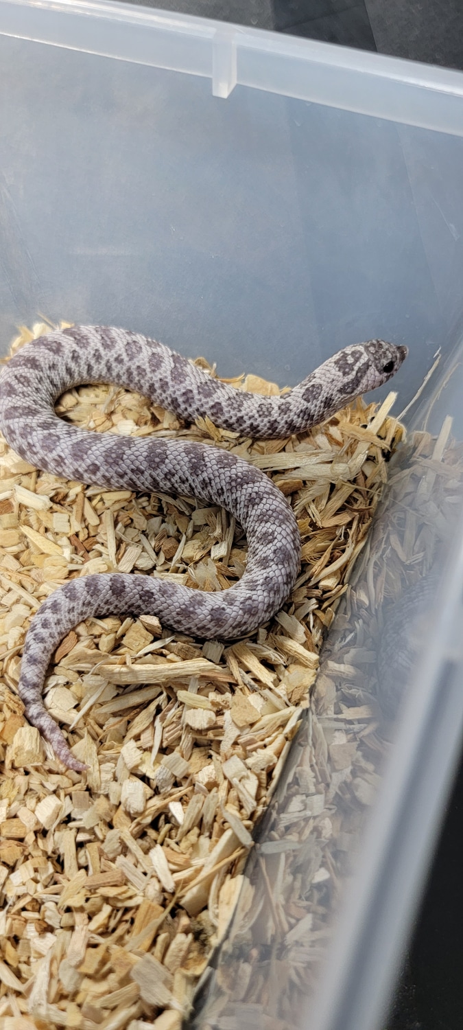 Moonstone Western Hognose by JMGreptile - MorphMarket