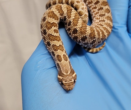 Moonstone Western Hognose by JMGreptile - MorphMarket