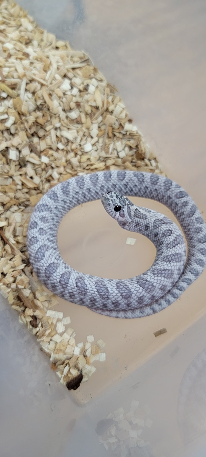 Moonstone Western Hognose by JMGreptile - MorphMarket