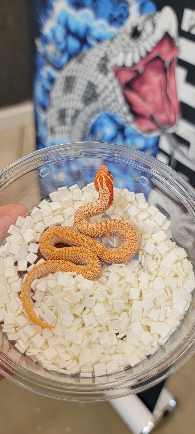 Super Conda Extreme Red Albino. Cool Pixelated Coloring Western Hognose ...