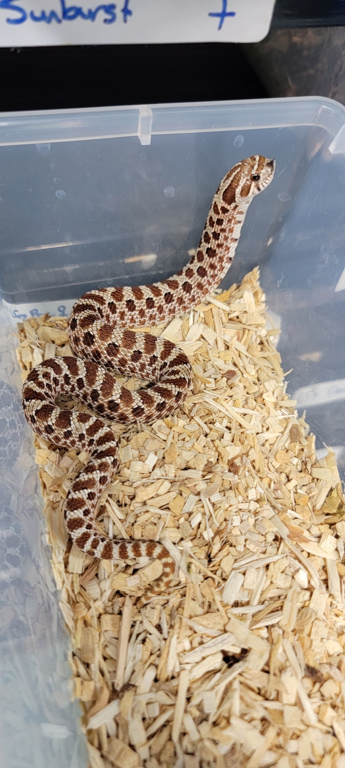 Purple Line Extreme Red Double Het Sable Albino Western Hognose by ...