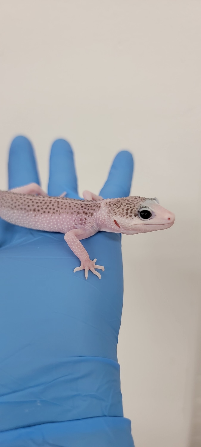 Pied Super Galaxy Hyper Xanthic Leopard Gecko by JMGreptile - MorphMarket