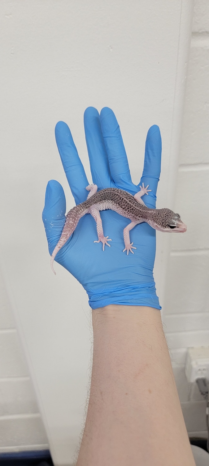 Pied Super Galaxy Hyper Xanthic Leopard Gecko by JMGreptile - MorphMarket