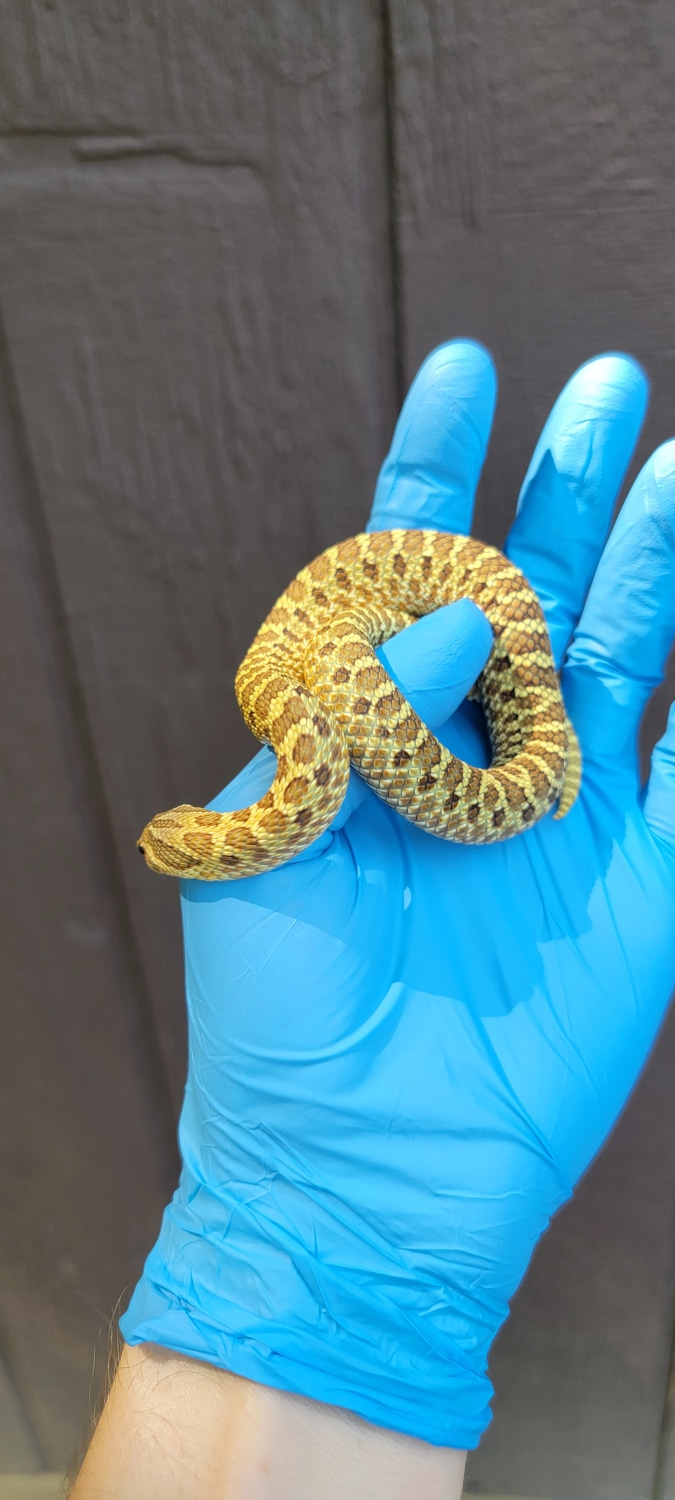 High % Lemon Ghost Western Hognose by JMGreptile - MorphMarket