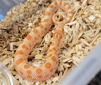 Moonstone Western Hognose by JMGreptile - MorphMarket