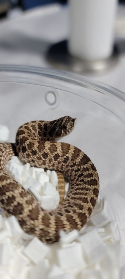 Triple Het Snowburst Western Hognose by JMGreptile