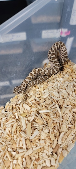 Triple Het Snowburst Western Hognose by JMGreptile