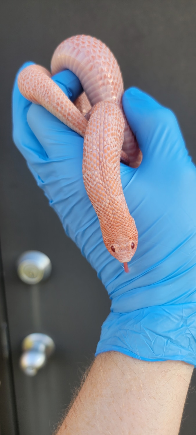Insane Pink Super Arctic Sunburst Western Hognose by JMGreptile ...