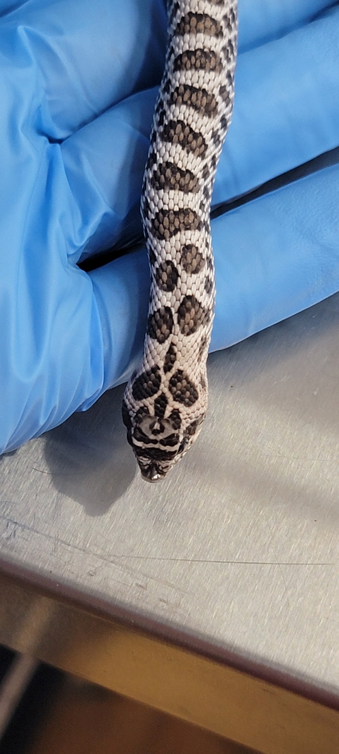 Super Arctic Dbl Het Sunburst Western Hognose by JMGreptile - MorphMarket