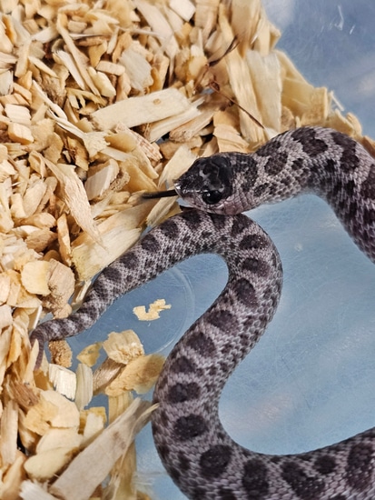 Moonstone Western Hognose by JMGreptile