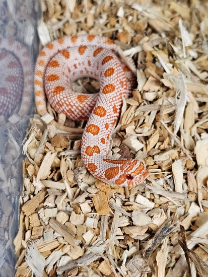 AAA Het Snowburst!!! ( Het Sable, Het Axanthic ). Purple Extreme Red ...