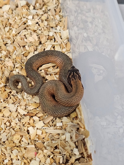 Super Anaconda Sable Arctic Rbe Pastel Het Toffee Belly Western Hognose ...