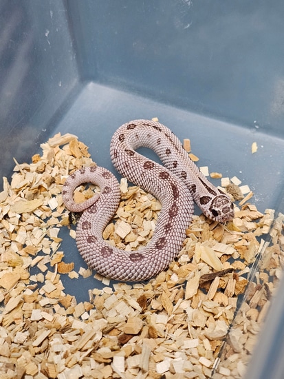 Het Mai Tai Super Arctic Toffee Belly Anaconda Western Hognose by JMGreptile