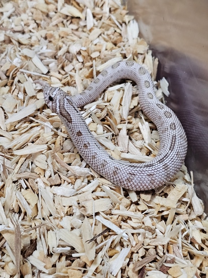 Arctic Anaconda Toffee Belly 50% Het Axanthic Western Hognose by JMGreptile