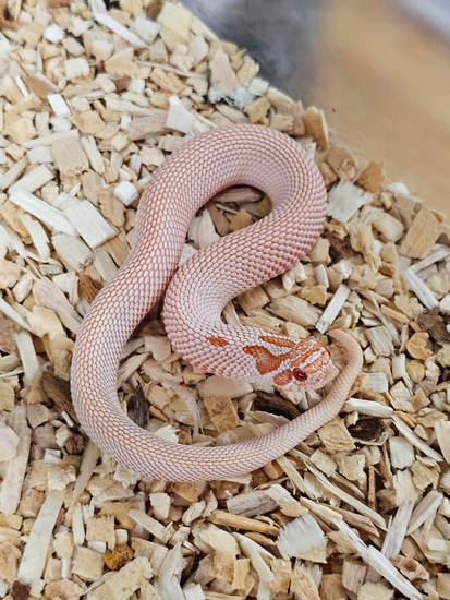Het Sunburst! Super Anaconda Arctic Albino Purple Line Extreme Red ...