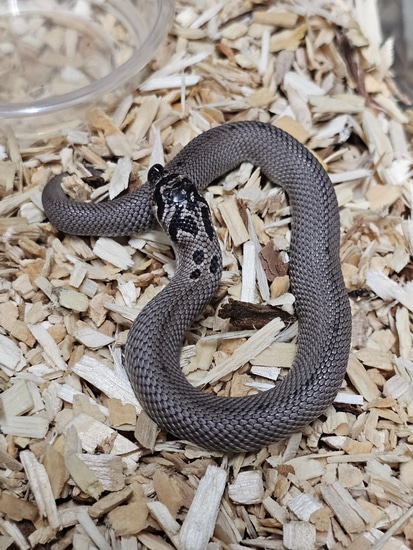 Het Sable, 50% Het Toffee Belly Super Anaconda Super Arctic Western Hognose by JMGreptile