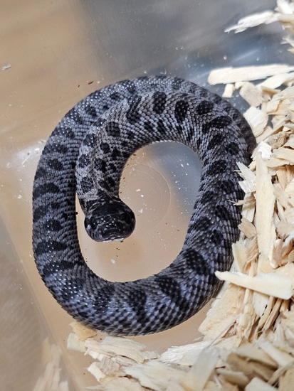 Blucifer, Super Arctic Sable Anaconda 50% Het Toffee Belly Western Hognose by JMGreptile