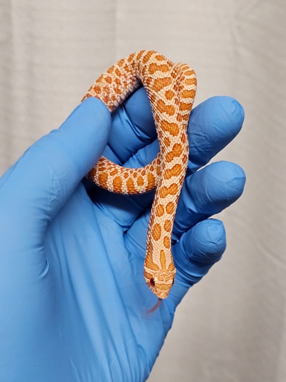 Red Albino Het Snowburst Western Hognose by JMGreptile