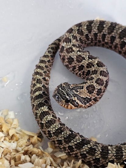 Arctic Sable 66% Het Toffee Belly Red Phase RBE Pastel Western Hognose ...